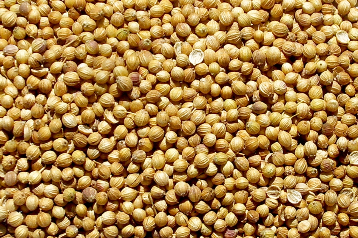 Cleopatra Herbs - Dried coriander