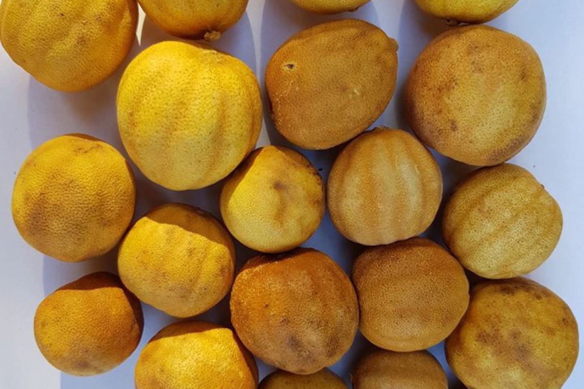 Cleopatra Herbs - Dried Yellow Lemon